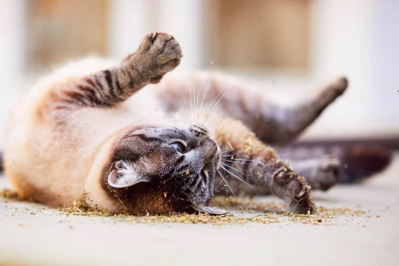 Catnip: Τι είναι & πως το χρησιμοποιώ σωστά; - Catlover.gr