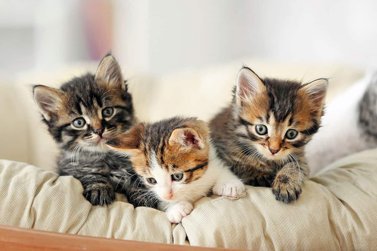 Γιατί πεθαίνουν τα νεογέννητα γατάκια; Οι πιο κρίσιμες αρρώστιες ...